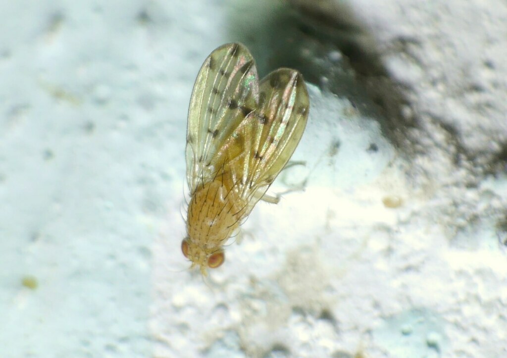 Eusapromyza multipunctata from Новоодеський район, Миколаївська область ...