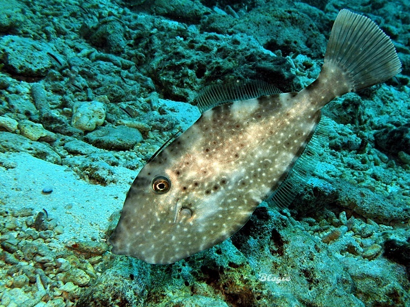 Unicorn Leatherjacket (Reef Fish of the Hawaiian Islands) · iNaturalist