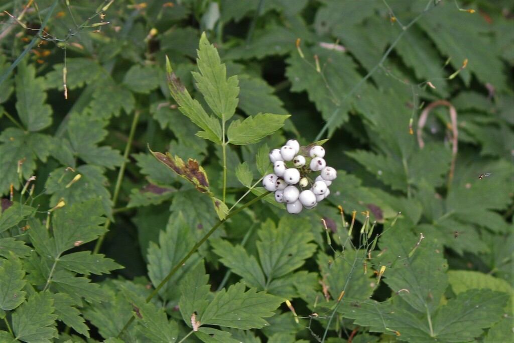 white-fruited red baneberry from Algoma District, ON, Canada on July 24 ...