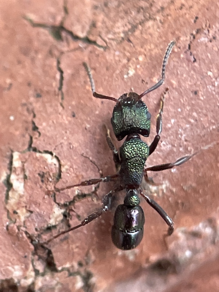 Green-head Ant from Benalla, VIC, AU on July 25, 2022 at 12:49 PM by ...
