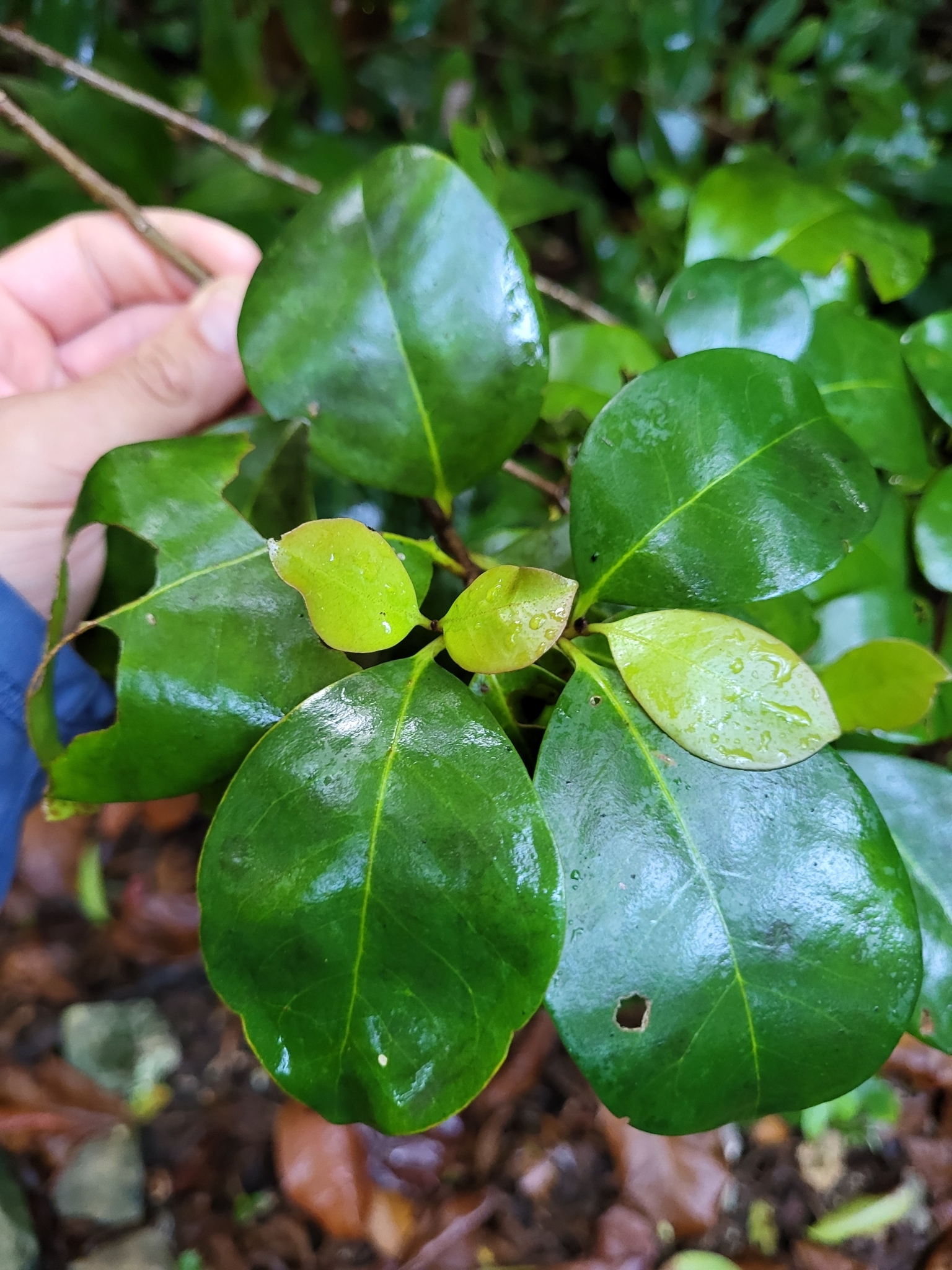 Guapira fragrans (Dum.Cours.) Little