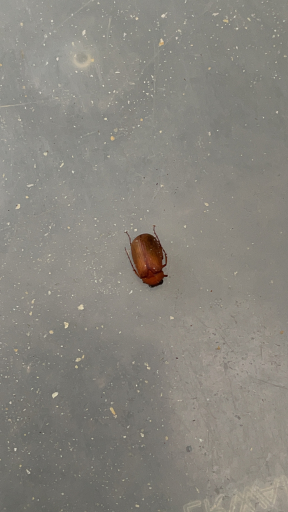 Brown Chafer from Diever on July 25, 2022 at 11:31 AM by jerulam ...