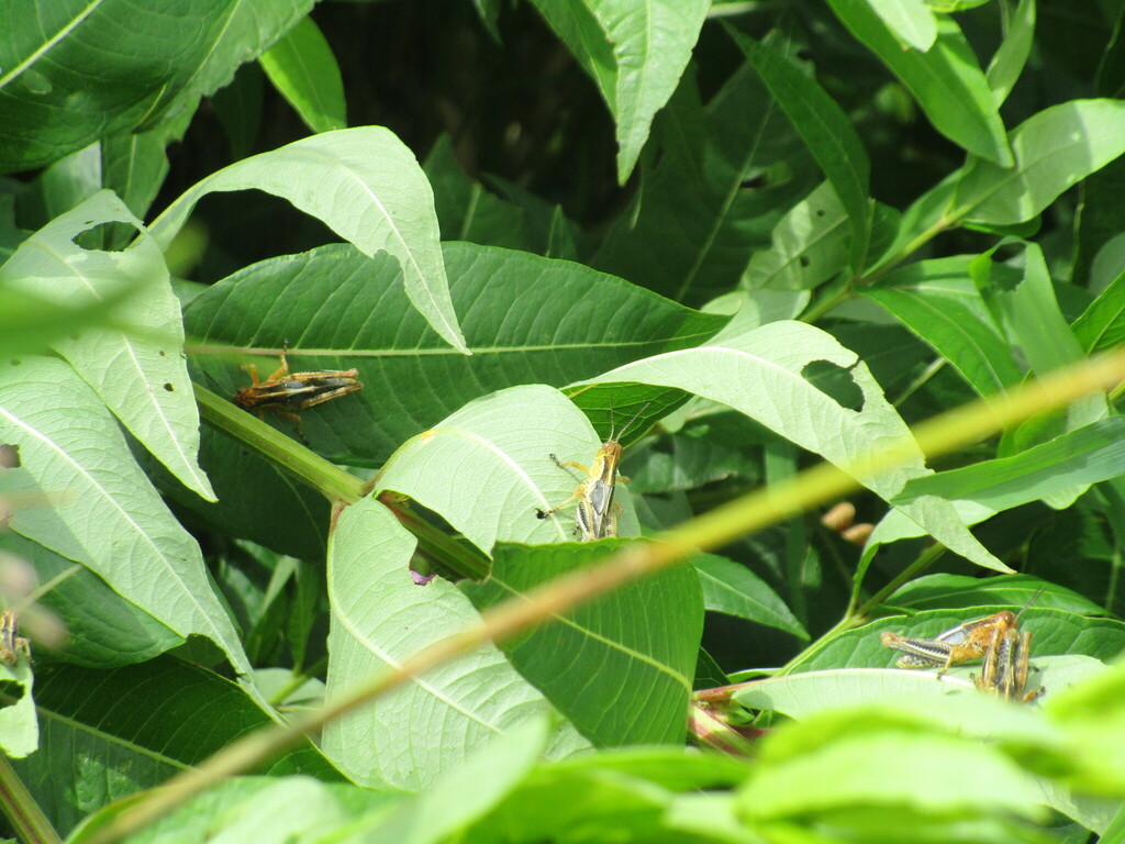 Grasshoppers in July 2022 by KS. 7/23 · iNaturalist
