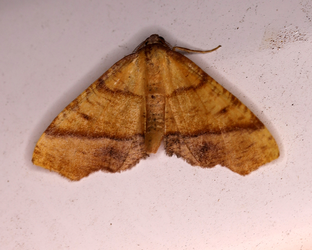 Straight-lined Plagodis Moth from McLean, NY 13102, USA on July 24 ...