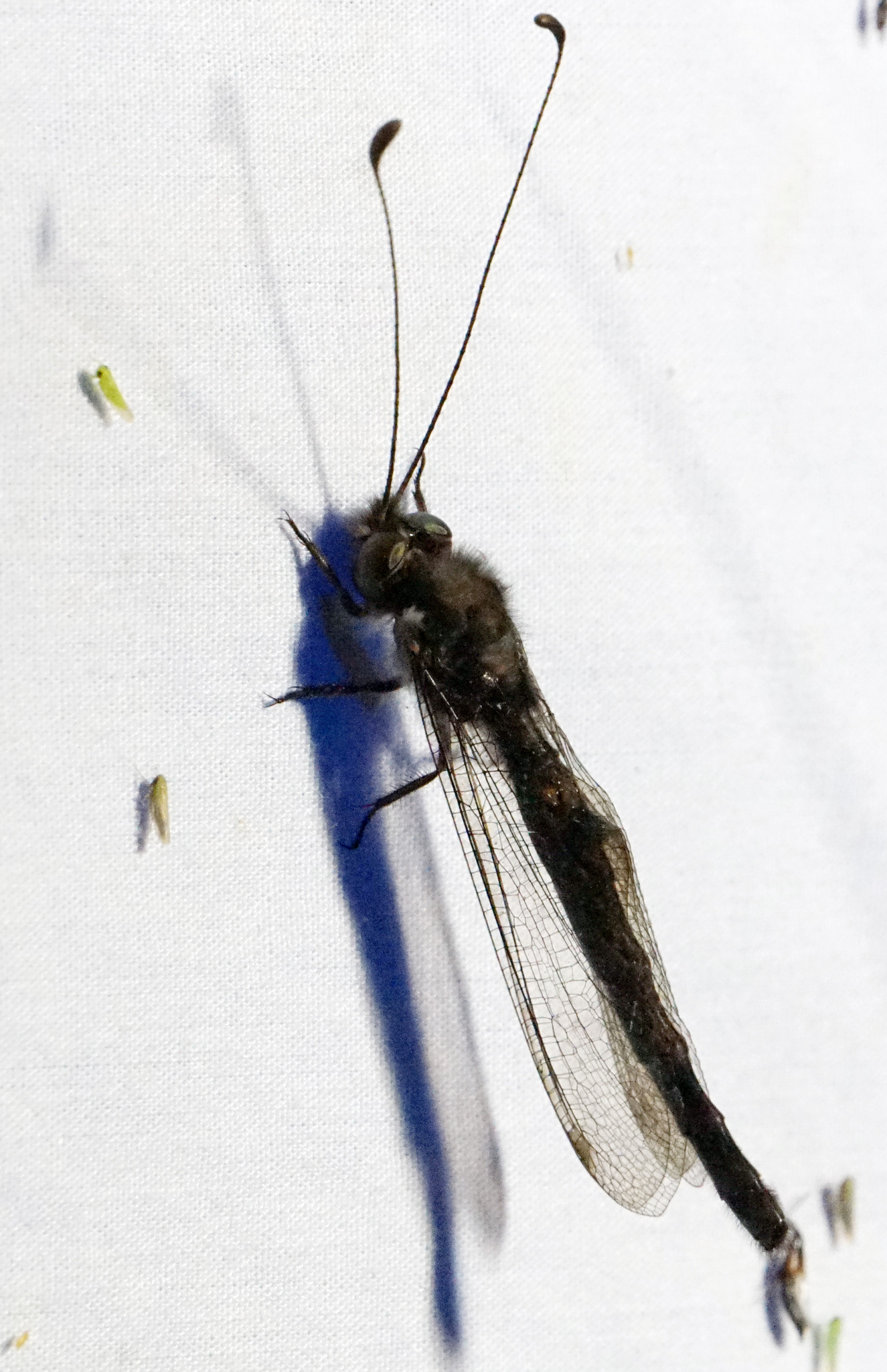 Ululodes quadripunctatus (Burmeister, 1839)