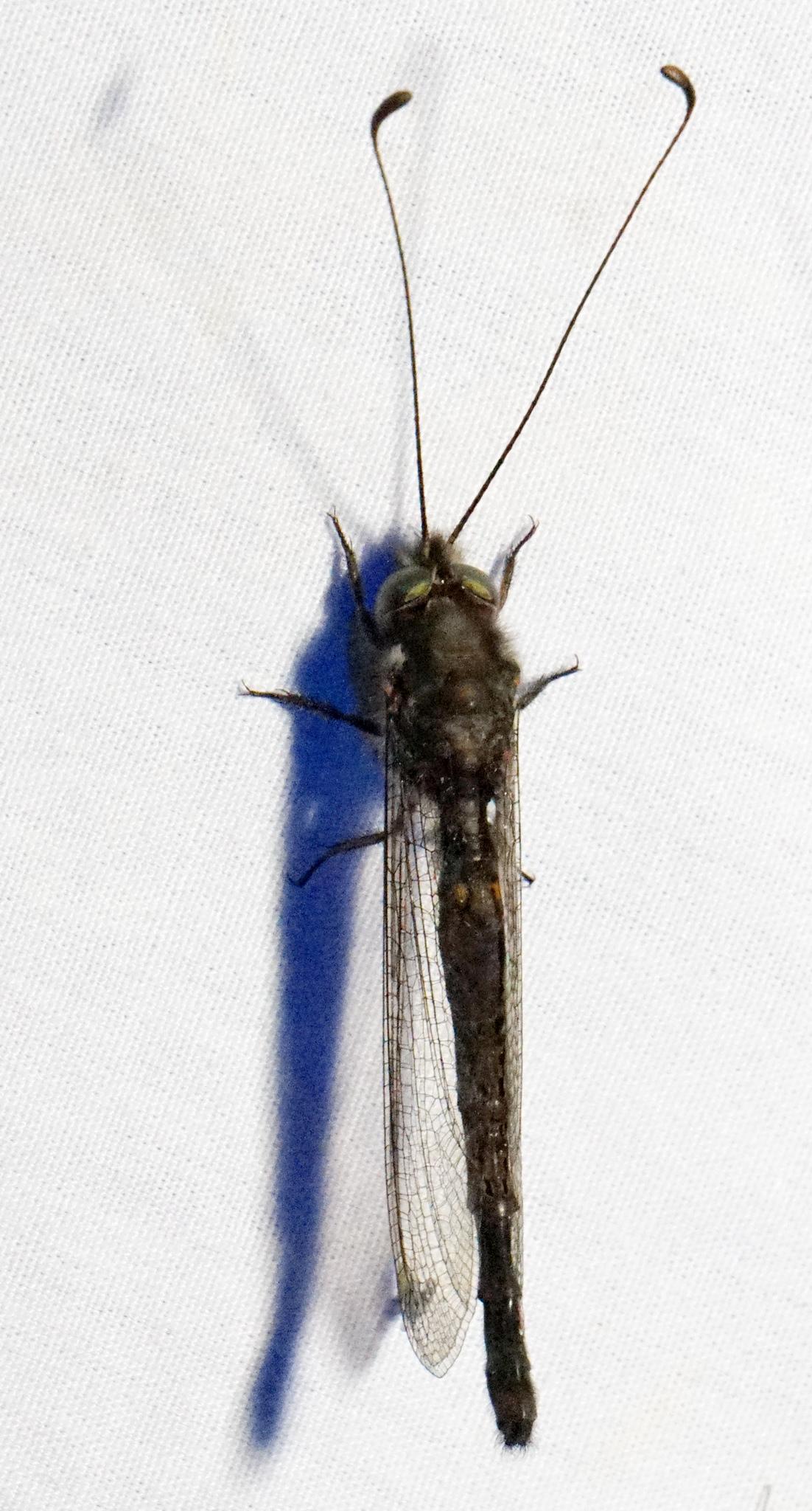 Ululodes quadripunctatus (Burmeister, 1839)