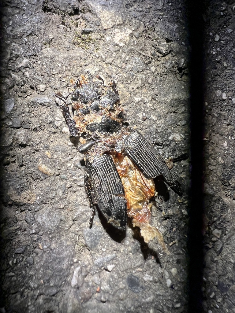 Lucaninae from 大鹿林道本線, 五峰鄉, TW on July 25, 2022 at 07:16 PM by hyhuang ...