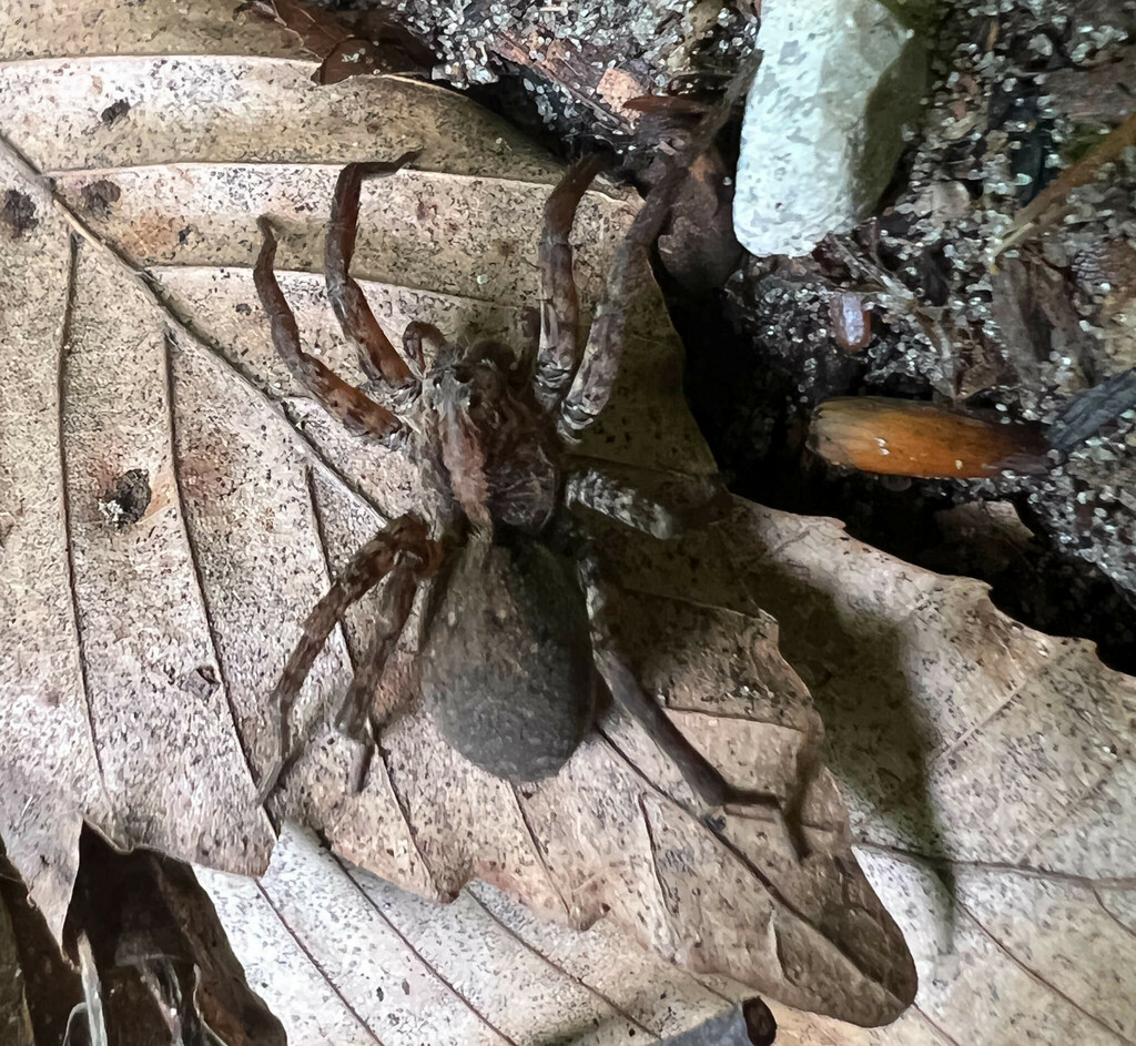 Rustic Wolf Spider from Covert, MI, USA on July 07, 2022 at 04:22 PM by ...