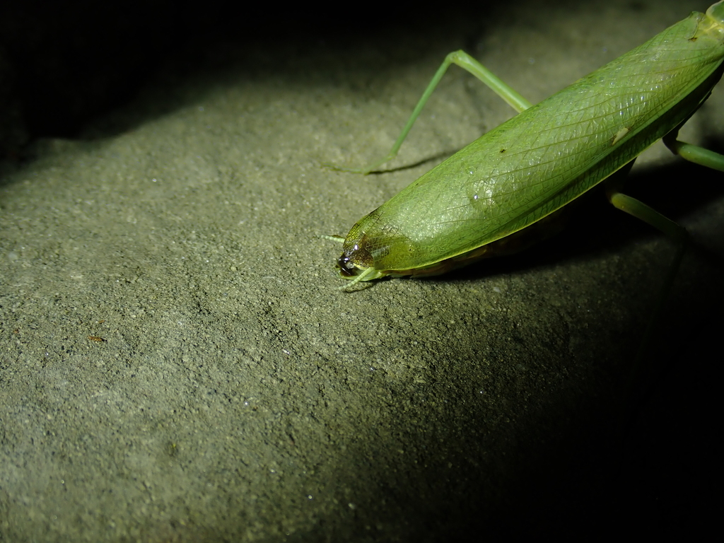 Chordodes formosanus from Miaoli County, Taiwan on July 20, 2018 at 08: ...