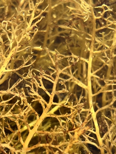 Cystoseira pustulata · iNaturalist