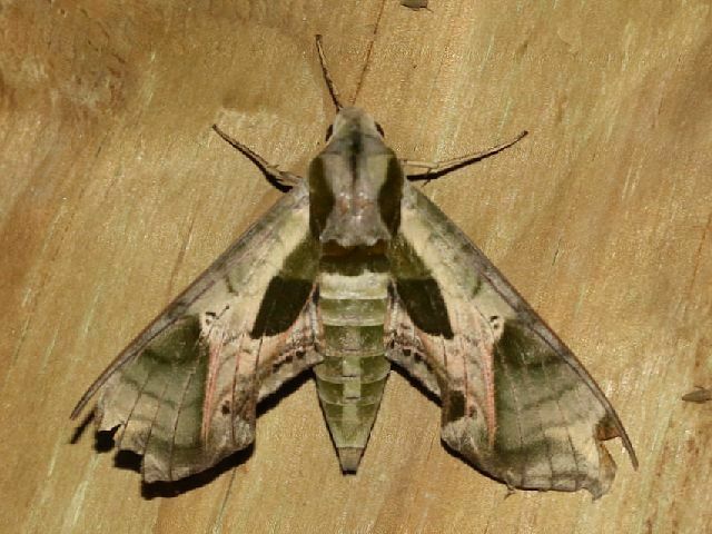 Pandorus Sphinx in July 2022 by privatenoaccess · iNaturalist