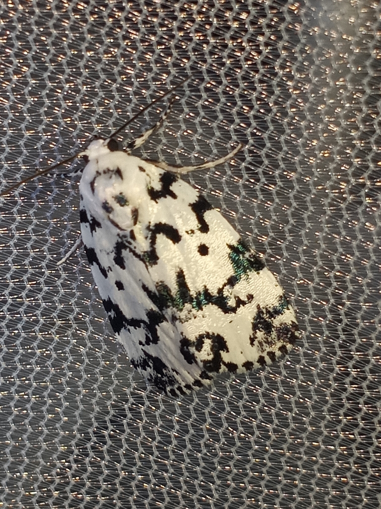Hebrew Moth from Federalsburg, MD 21632, USA on July 24, 2022 at 11:01 ...