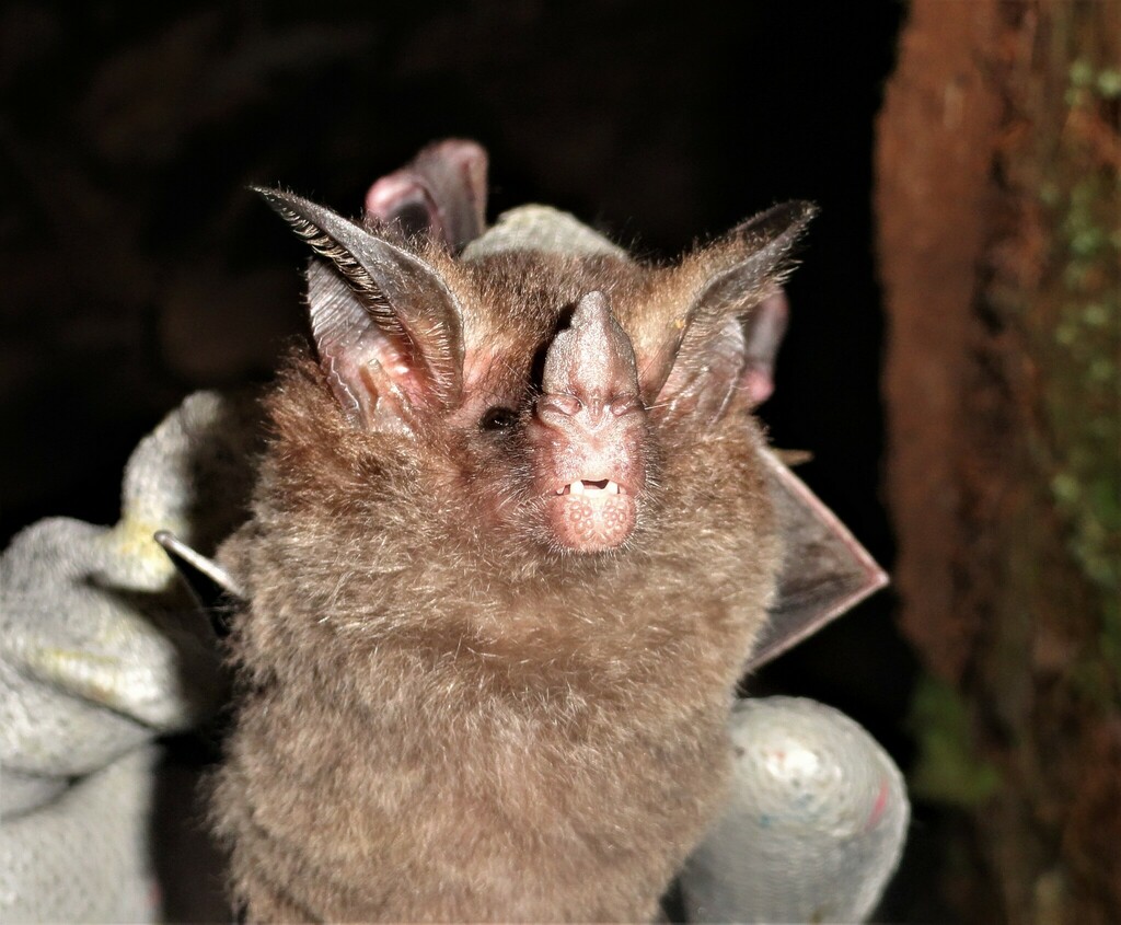Southern Stripe-headed Round-eared Bat from Balbina, Pres. Figueiredo ...