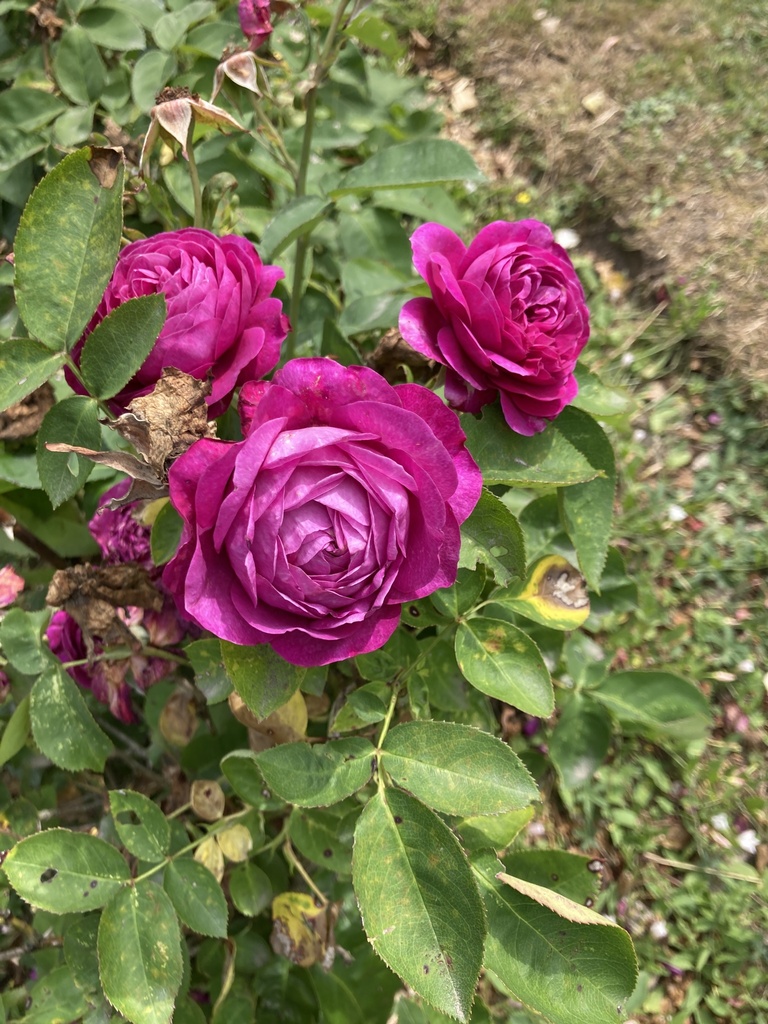 roses from Brændesgårdshaven, Svaneke, Region Hovedstaden, DK on July ...