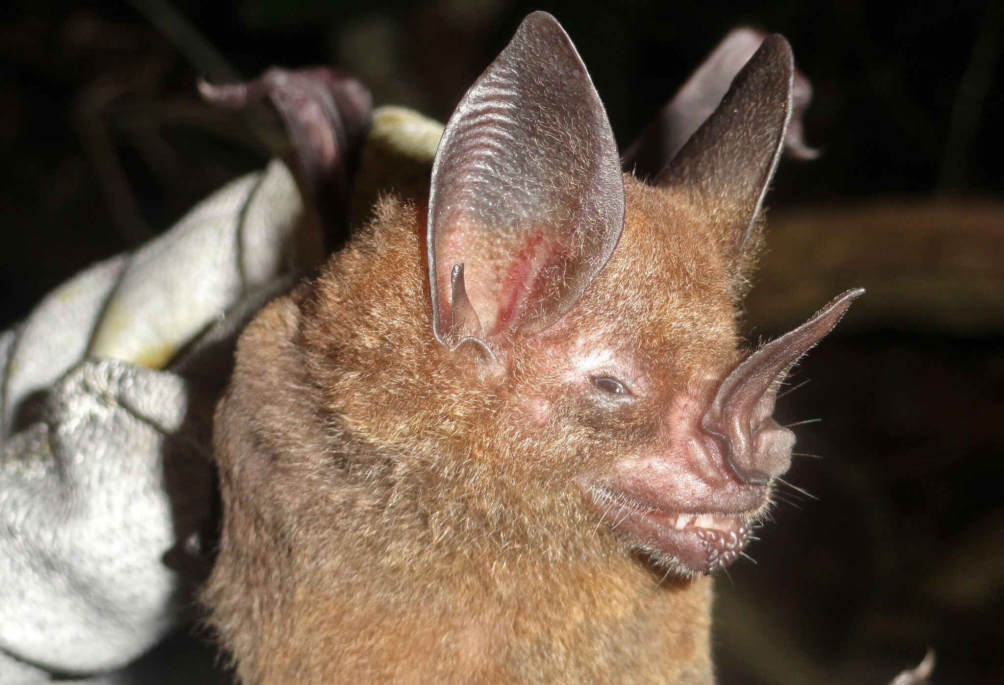 Phyllostomus elongatus (E.Geoffroy, 1810)