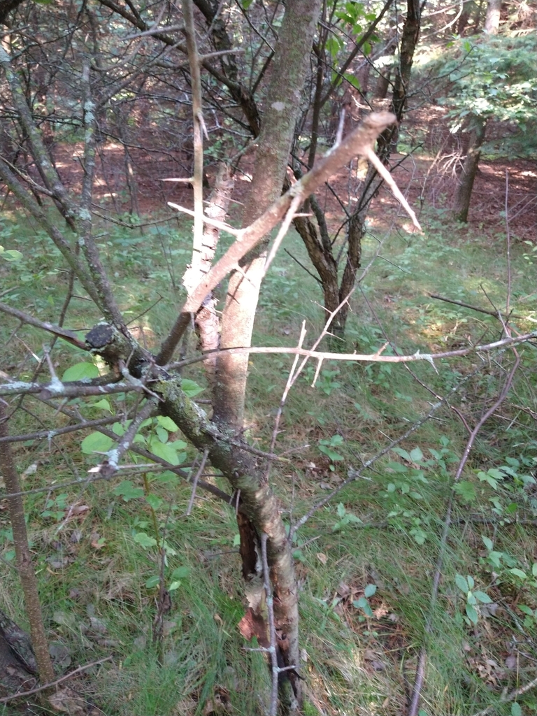 American plum from Owatonna, MN, USA on July 25, 2022 at 08:16 AM by ...