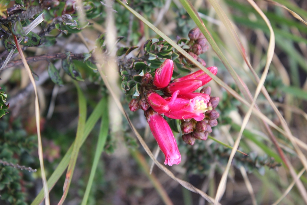 Bejaria resinosa from Une, Cundinamarca, Colombia on July 23, 2022 at ...