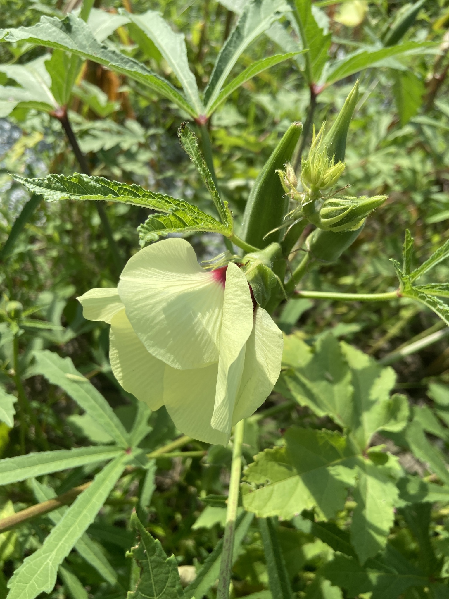 Abelmoschus esculentus (L.) Moench