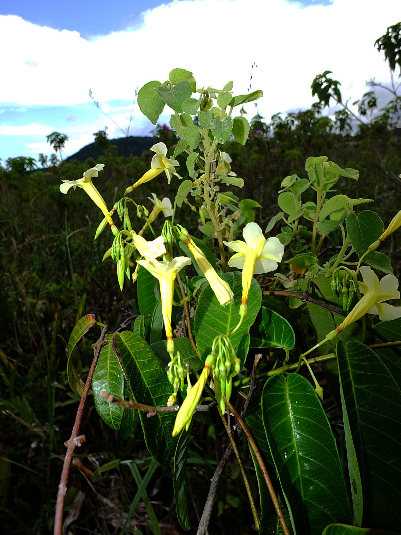 Odontadenia nitida (M.Vahl) Müll.Arg.