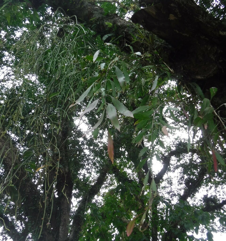 Kimnachia ramulosa from Cartago Province, Costa Rica on July 6, 2022 at ...
