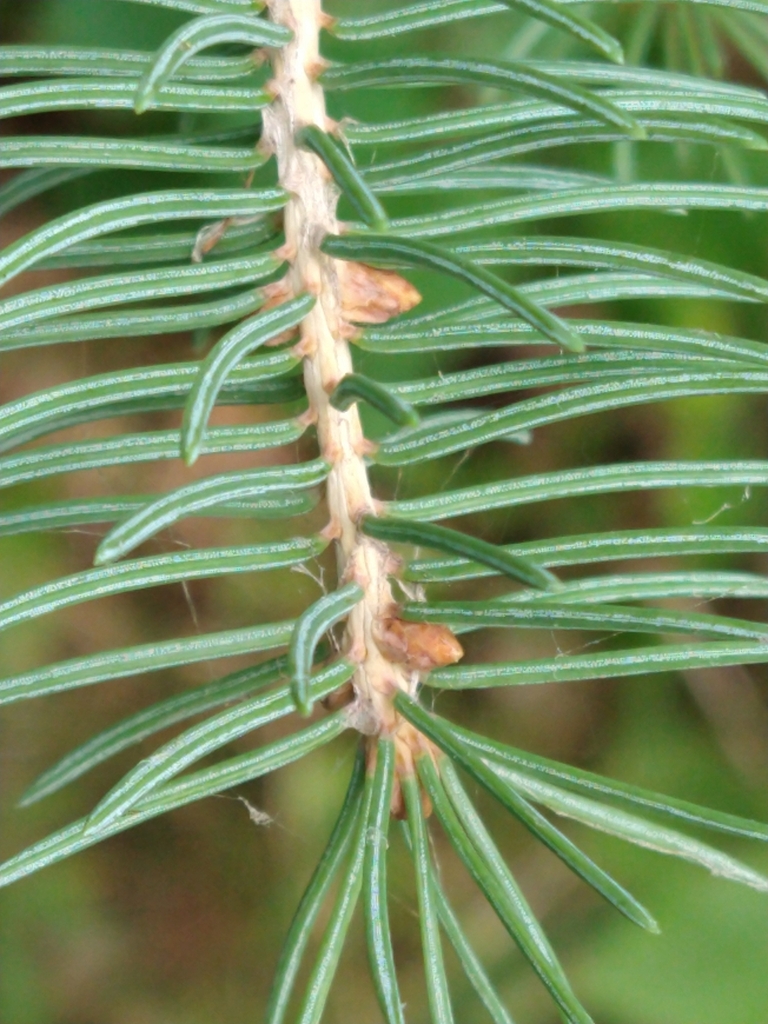 white spruce from Owatonna, MN, USA on July 25, 2022 at 08:48 AM by ...