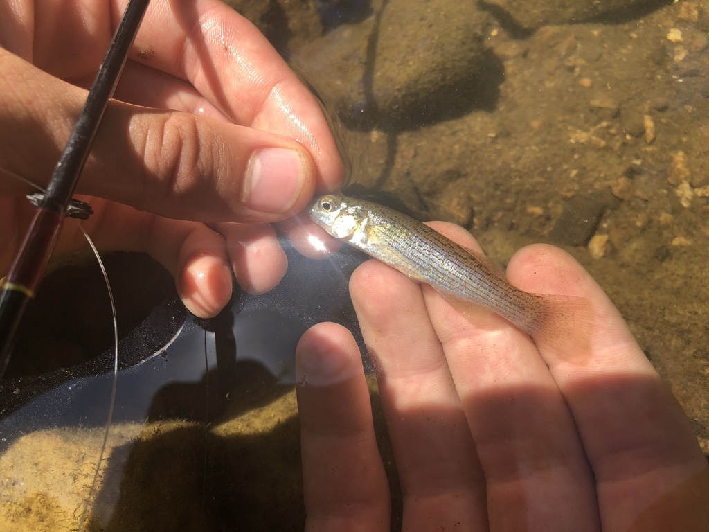 Northern Studfish from Warrenton, MO, US on July 23, 2022 at 02:20 PM ...