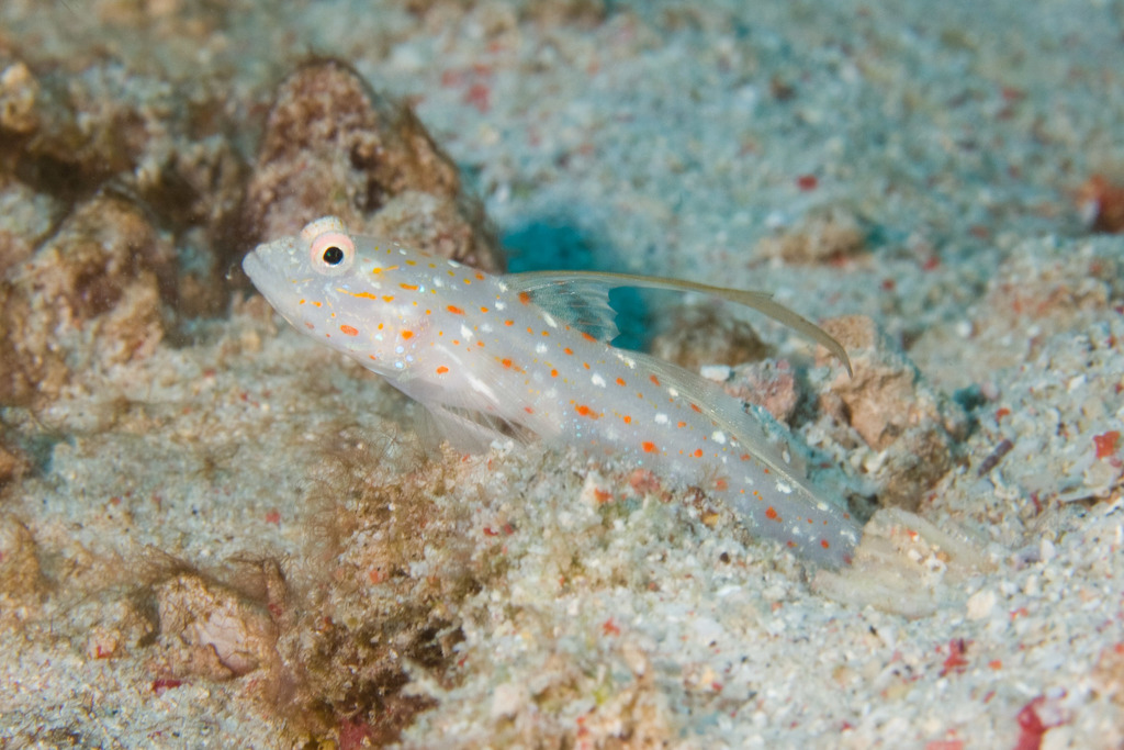 Tangaroa shrimpgoby (Ctenogobiops tangaroai) - Marine Life Identification