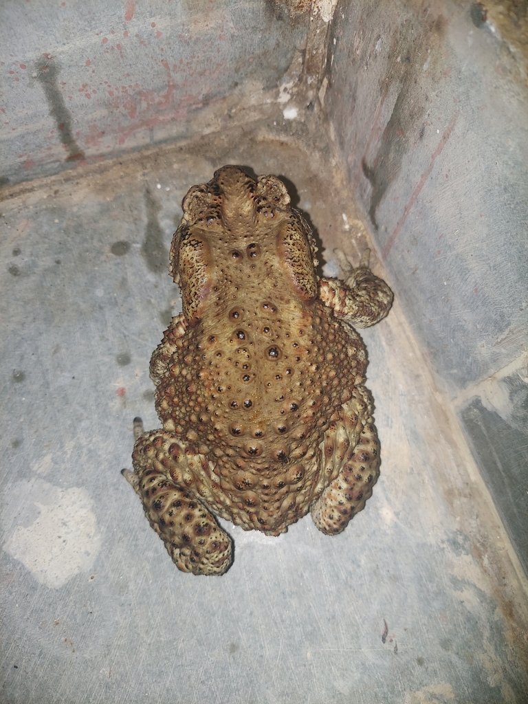 Asian Common Toad from College of Natural Resources, Bhutan on July 25 ...