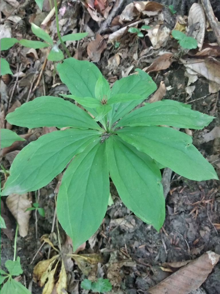 Paris incompleta from Майкопский р-н, Республика Адыгея, Россия on July ...