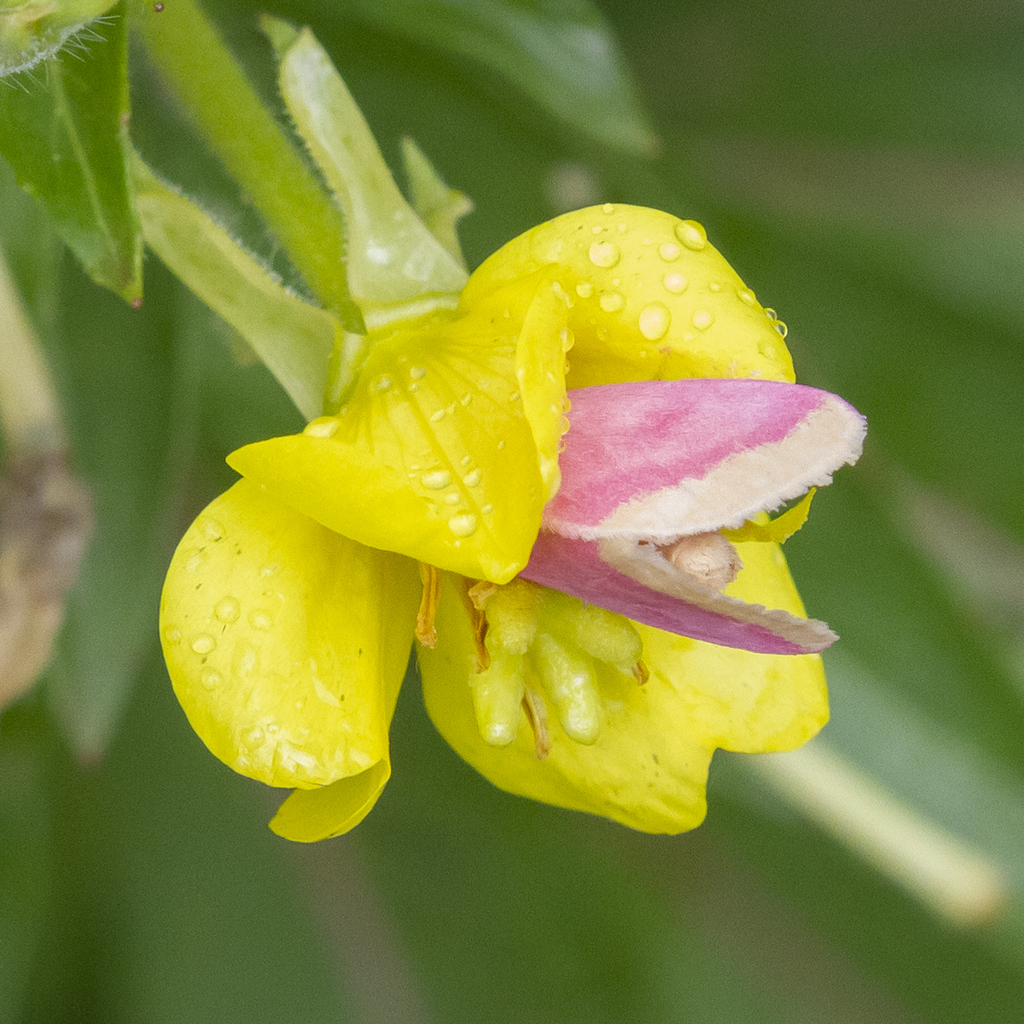 Primrose Moth from Kings County, NB, Canada on July 15, 2022 at 11:35 ...