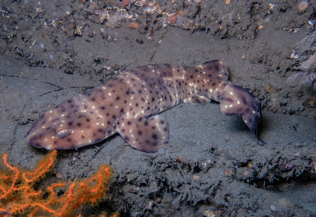 Swellshark (Saltwater Fish of California) · iNaturalist