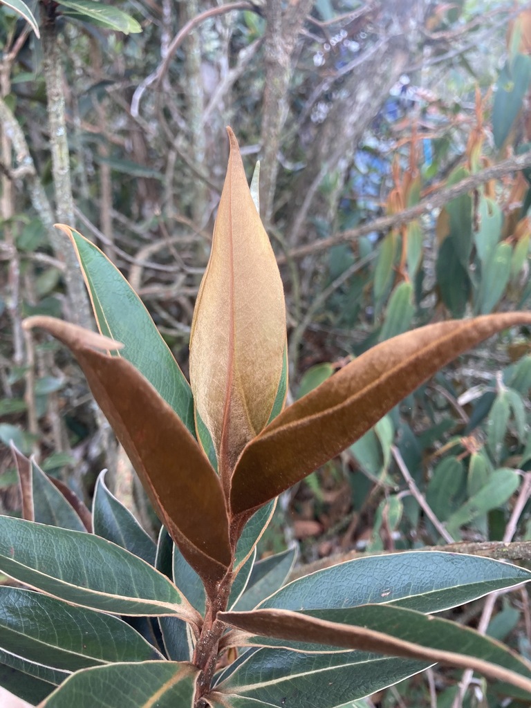 Andea sericea from Belmira, Antioquia, Colombia on July 24, 2022 at 12: ...