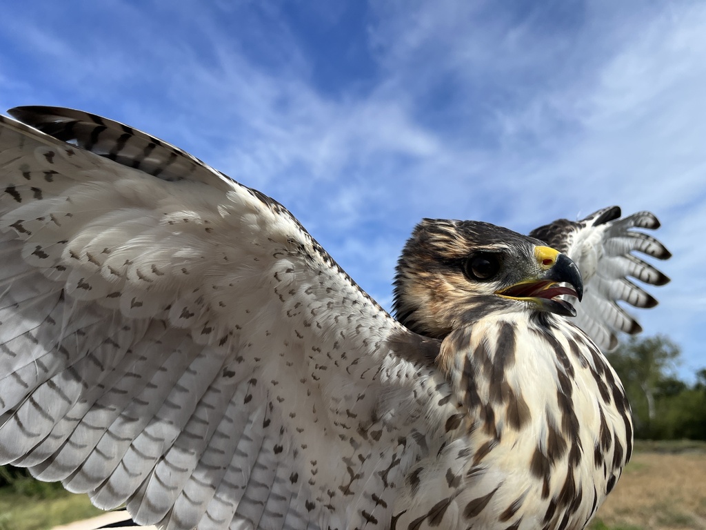 Gray Hawk from Doffin Canal Rd, San Juan, TX, US on July 25, 2022 at 09 ...