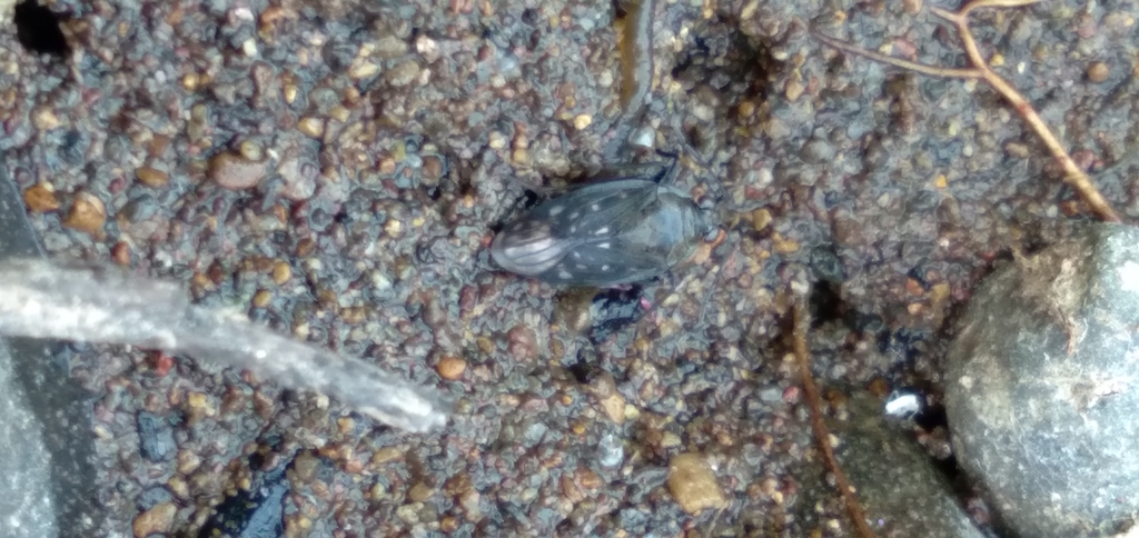 Shore bugs from Salem, OR 97301, USA on July 24, 2022 at 10:05 AM by ...