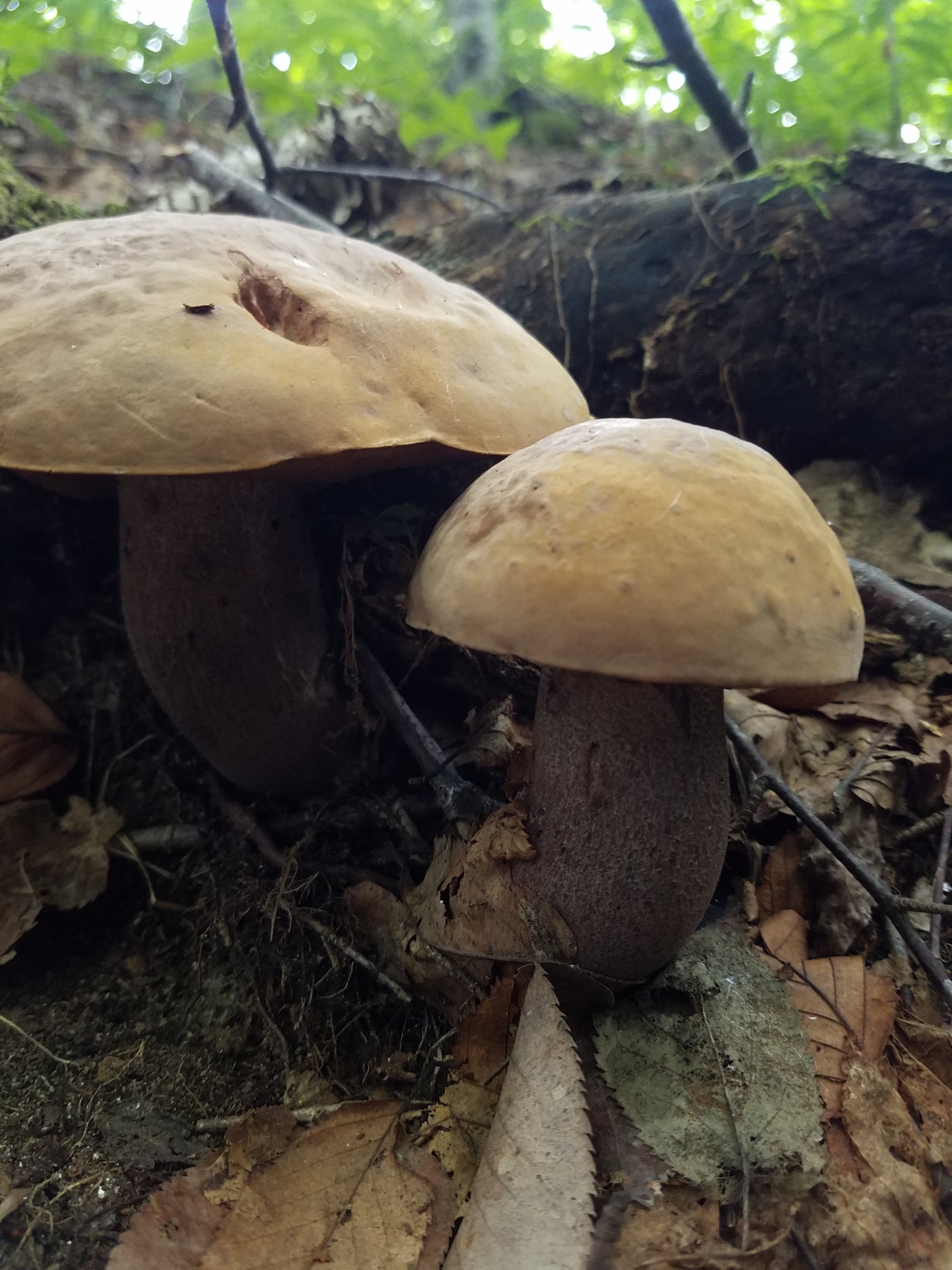 Sutorius eximius (Peck) Halling, Nuhn & Osmundson