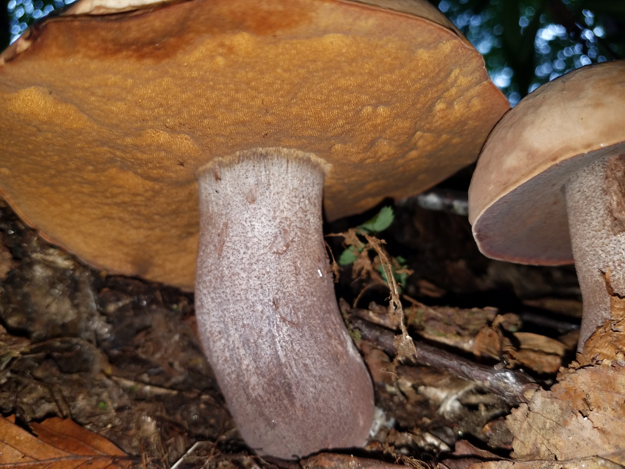 Sutorius eximius (Peck) Halling, Nuhn & Osmundson