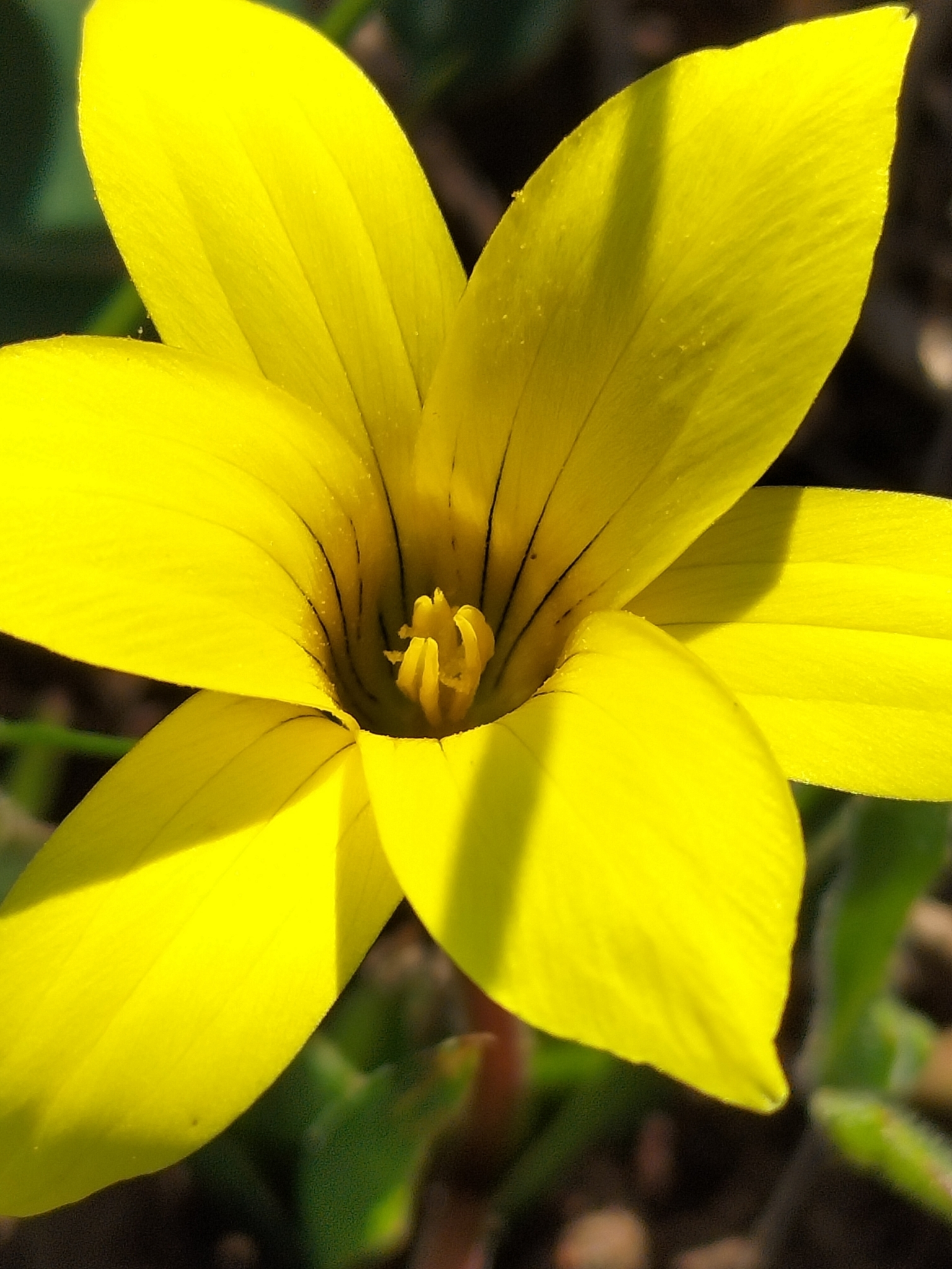 Romulea flava (Lam.) M.P.de Vos