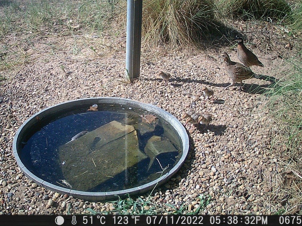 Northern Bobwhite in July 2022 by rollingplainst. Wildcamera Bobwhite ...