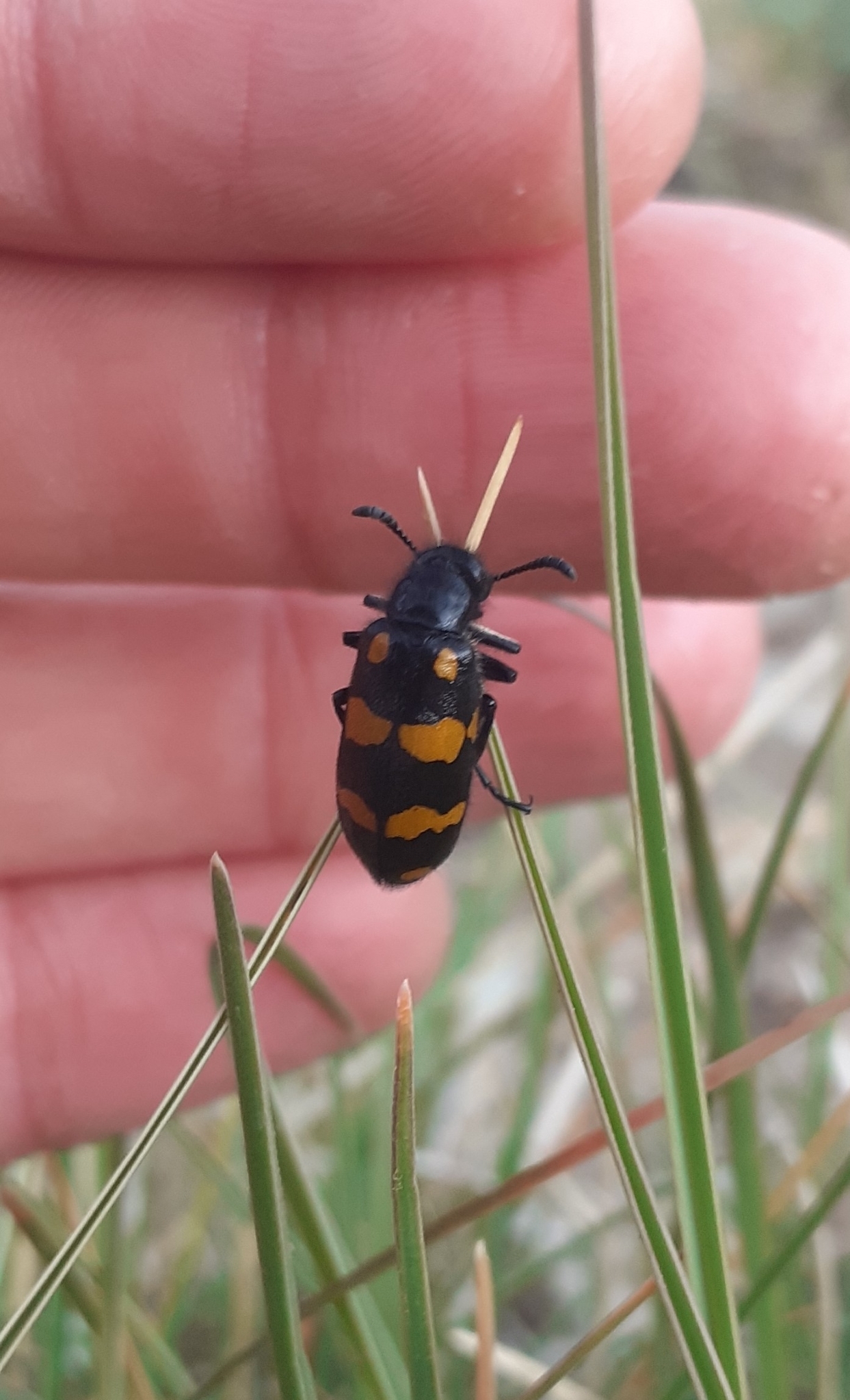 Hycleus polymorphus (Pallas, 1771)