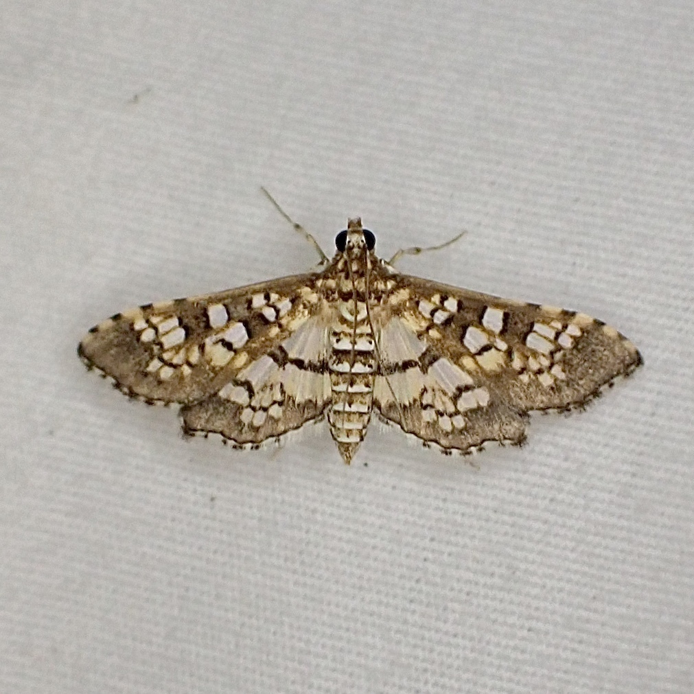 Stained-glass Moth from Bullock, Alabama, United States on July 24 ...