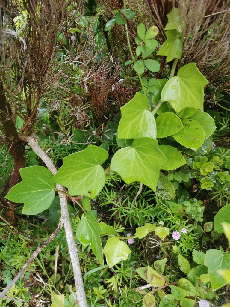 Azores Ivy from Lajes do Pico, 9930, Portugal on July 25, 2022 at 10:36 ...