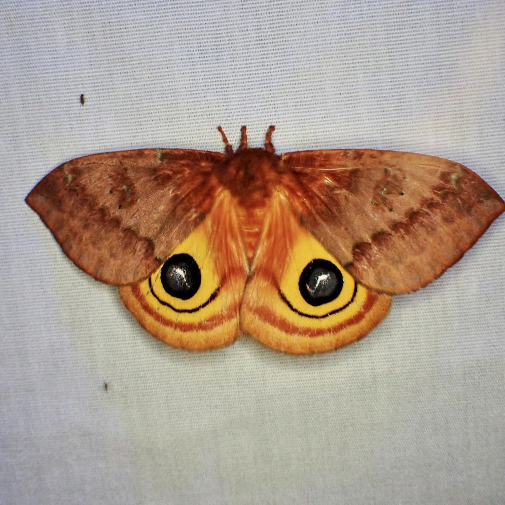 Io Moth from Bullock, Alabama, United States on July 24, 2022 at 09:08 ...