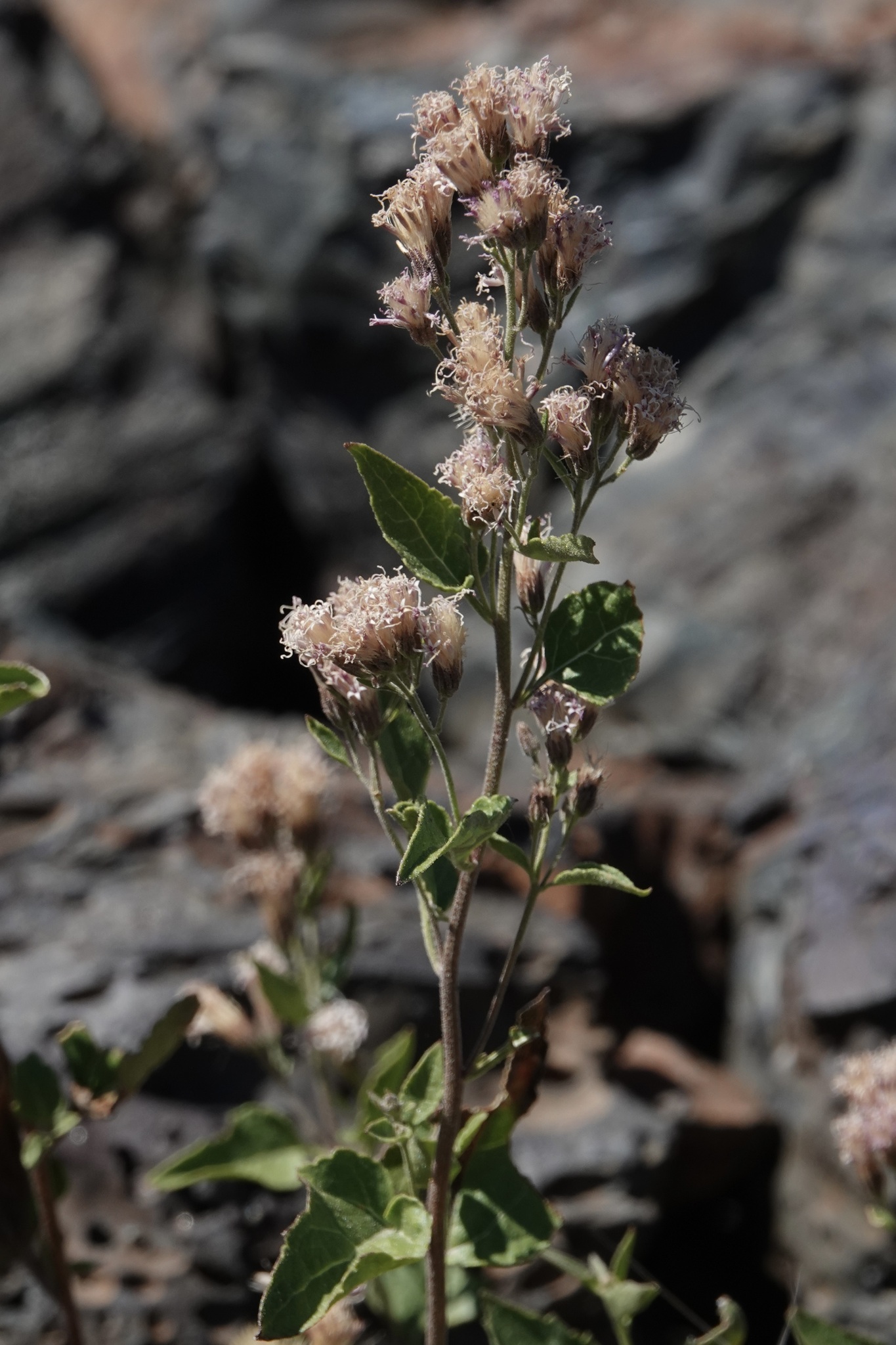 Ageratina occidentalis (Hook.) R.King & H.Rob.