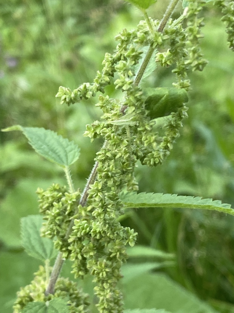 Fen Nettle from Харитоновский сад, Екатеринбург, Свердловская область ...