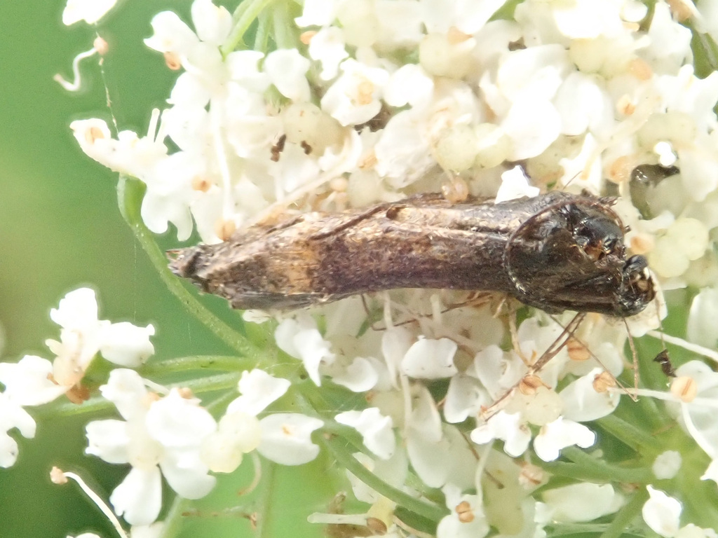 Butterflies and Moths from Kotlasskiy rayon, Arkhangel'sk, Russia on ...