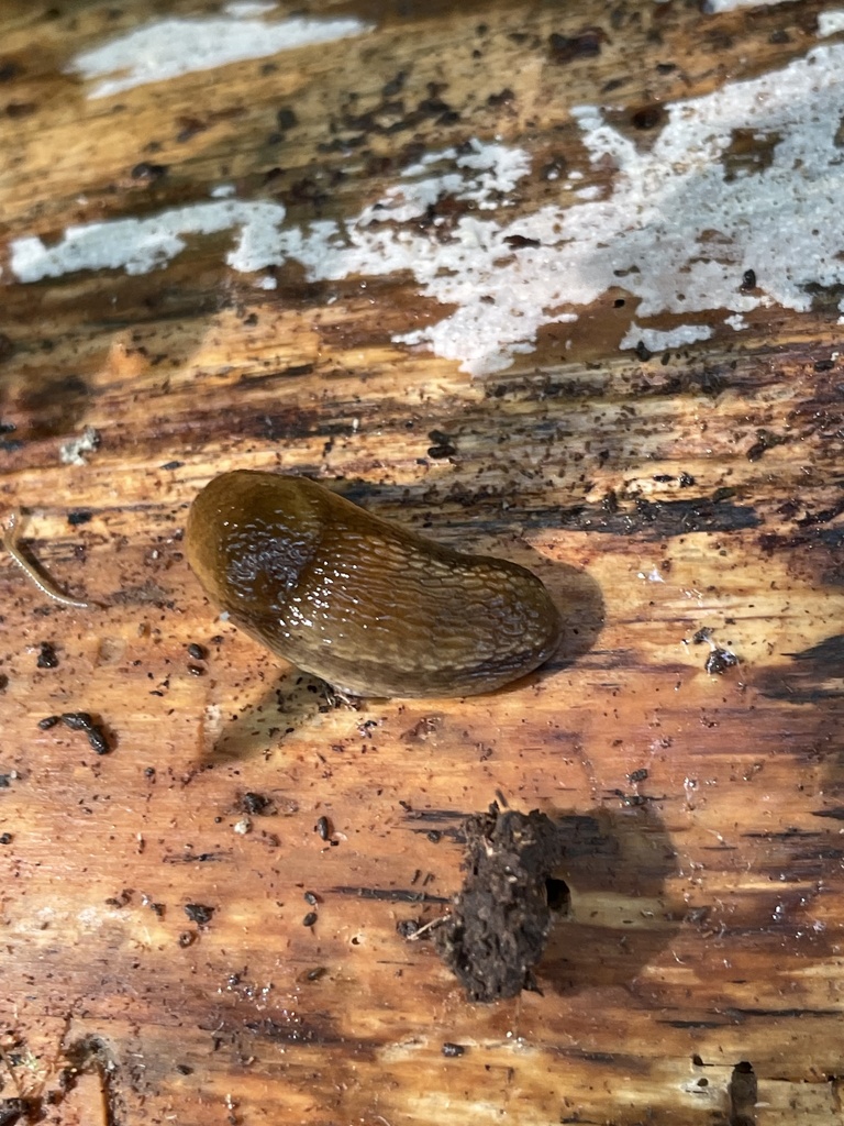 Western Dusky Slug from Cape Breton Island, Inverness, NS, CA on 23 ...