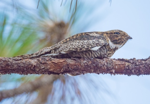 Common Nighthawk from TNC Appalachicola Ravines & Bluffs, Garden of ...