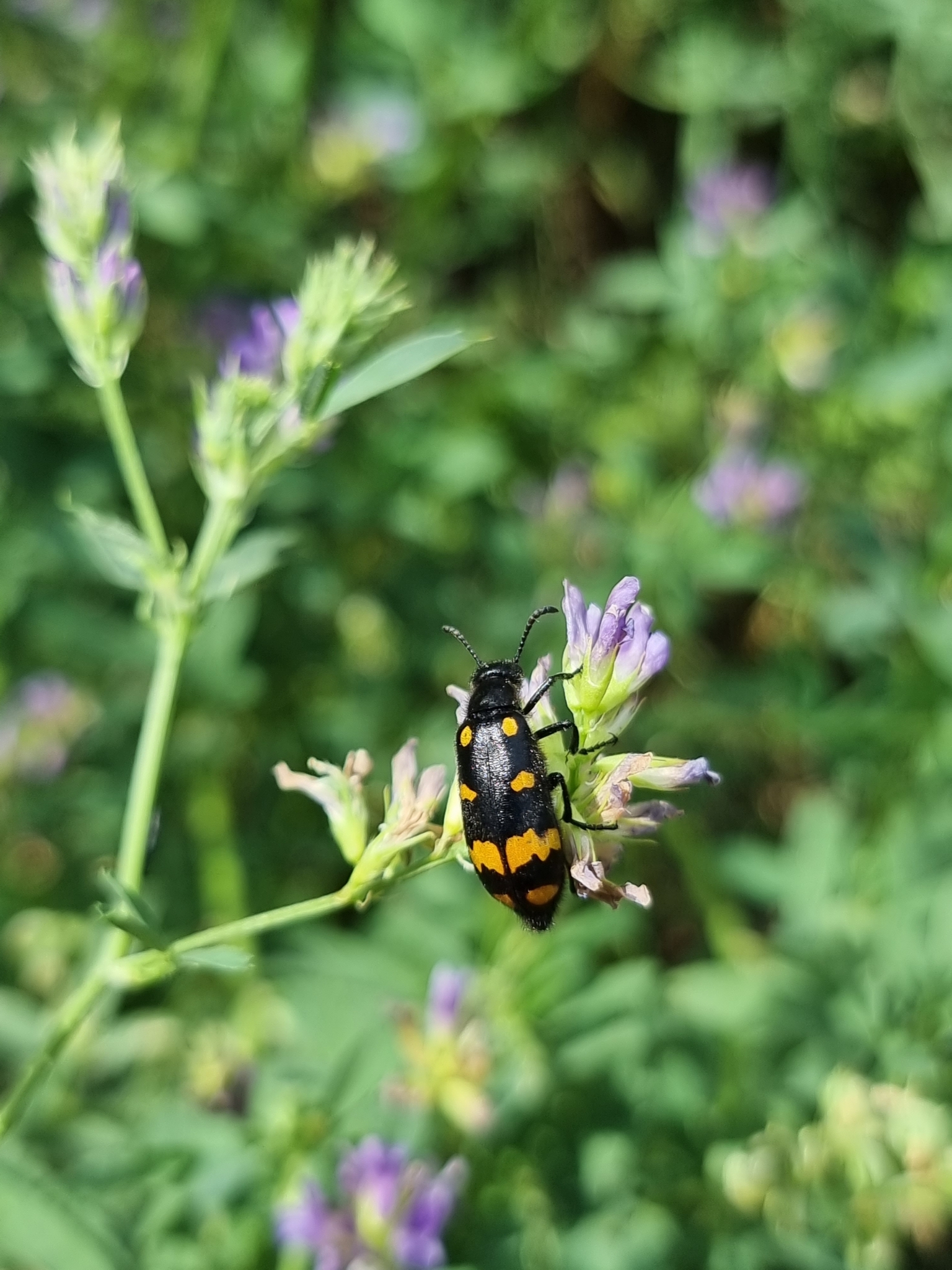 Hycleus polymorphus (Pallas, 1771)