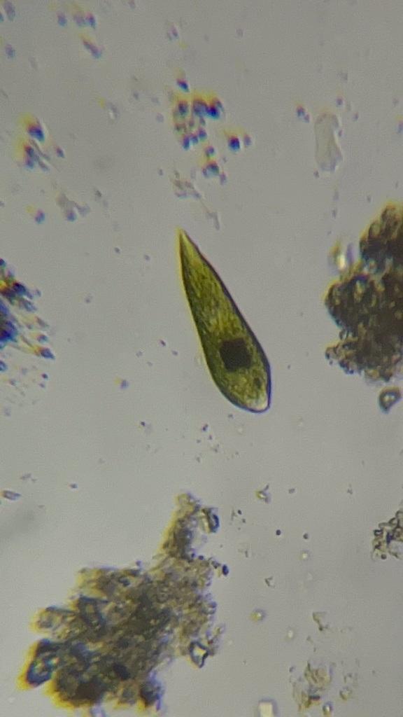 Euglenaceae from Upper Merion Township Park, King Of Prussia, PA, US on July 25, 2022 at 11:49 ...