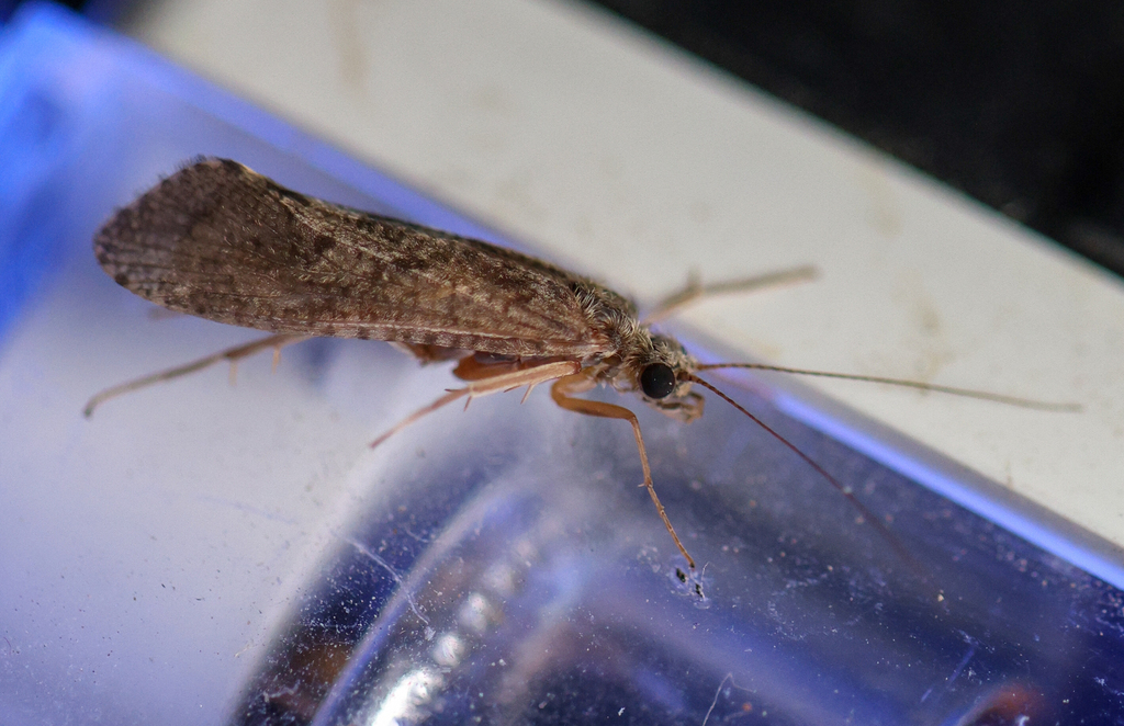 Hydropsyche from South Richland, Richland, WA, USA on July 24, 2022 at ...